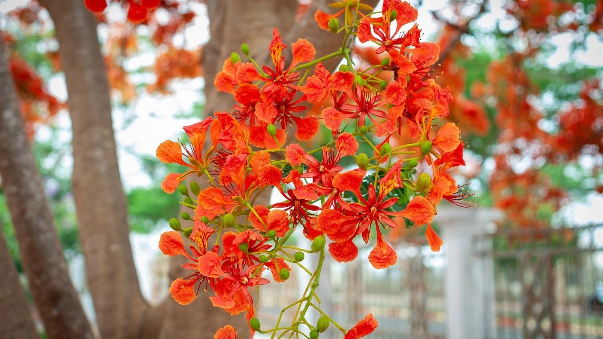 Tổng hợp 50+ hình ảnh hoa phượng đẹp gắn liền với mùa hè